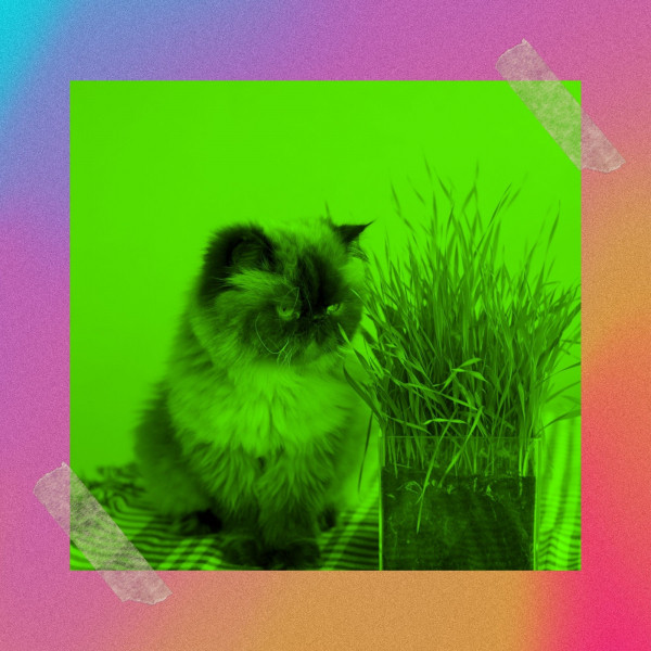Backdrop for Affectionate Cats - Latin Music - Album by Calm Music for ...