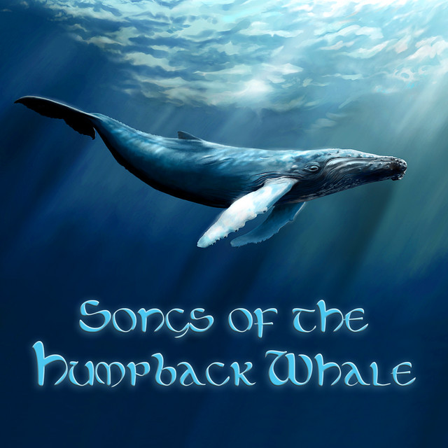 Whale Song Two - song and lyrics by NATURESCAPES MUSIC | Spotify