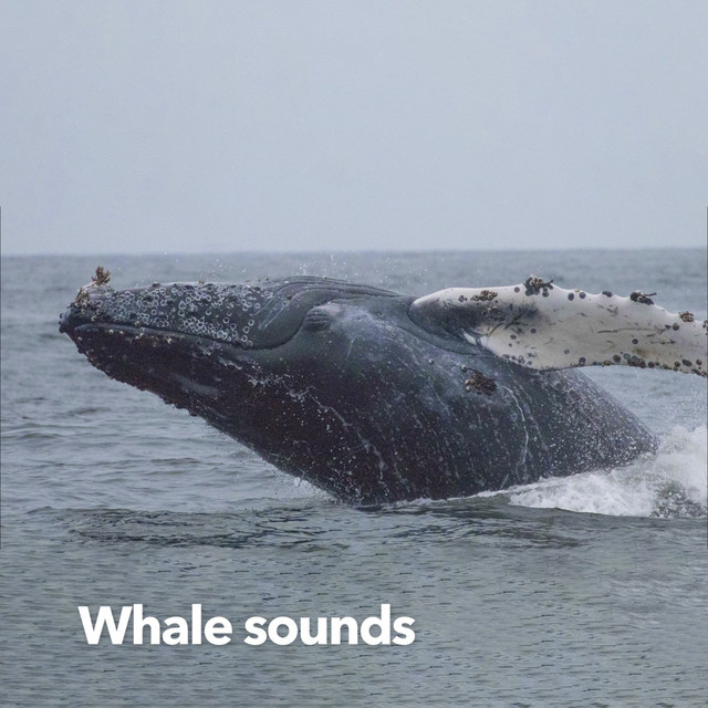 Whale Sounds - Album by Whale Sounds | Spotify
