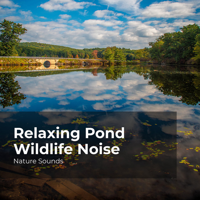 Relaxing Pond Wildlife Noise - Album by Nature Sounds | Spotify