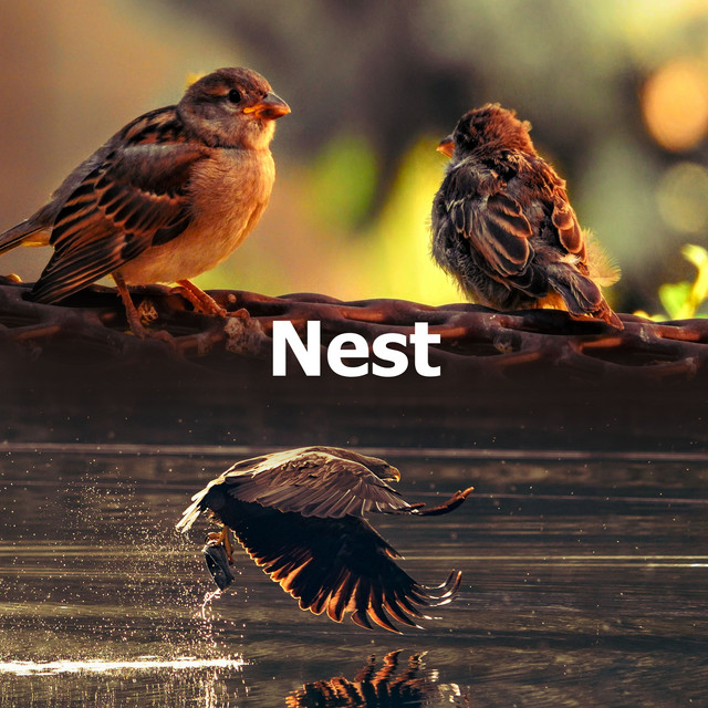 Nest - Album by Música de la Naturaleza | Spotify