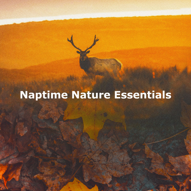 Naptime Nature Essentials - Album by Owl Sounds Recordings | Spotify