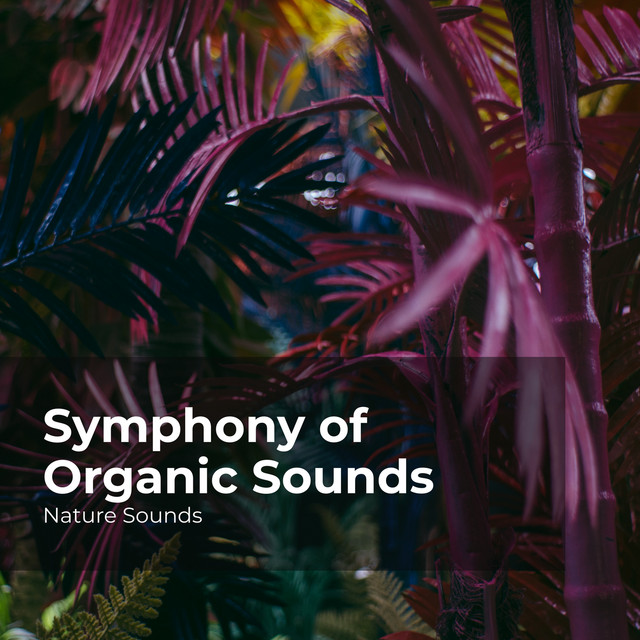Symphony of Organic Sounds - Album by Nature Sounds | Spotify