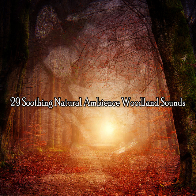 29 Soothing Natural Ambience Woodland Sounds - Album by Relajación ...