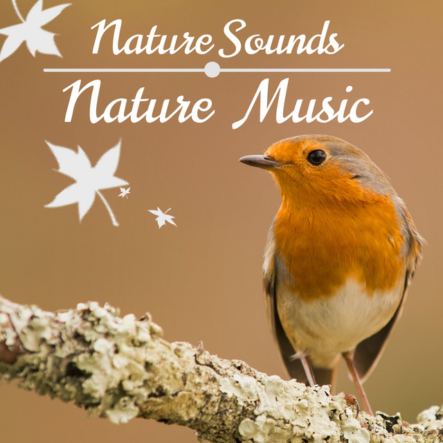 Nature Music & Nature Sounds - Relaxing Sounds of Nature Songs for ...