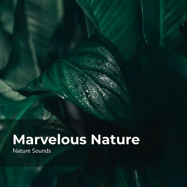 Marvelous Nature - Album by Nature Sounds | Spotify
