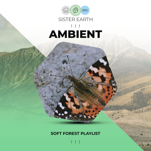 Soft Ambient Forest Playlist ! ! ! - Album by Sleep Sounds of Nature ...