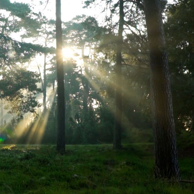 Natural Rainforest, Pt. 1 - song and lyrics by 10 Hour Deep Relaxation ...
