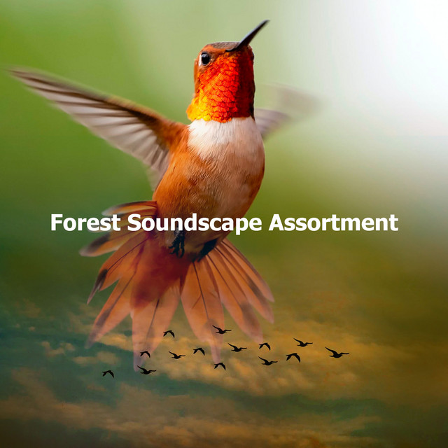 Forest Soundscape Assortment ! ! ! - Album by Bird Sounds | Spotify