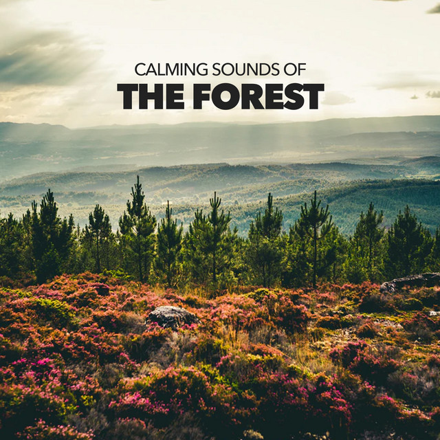 Forest at Night - song and lyrics by Forest Sounds | Spotify