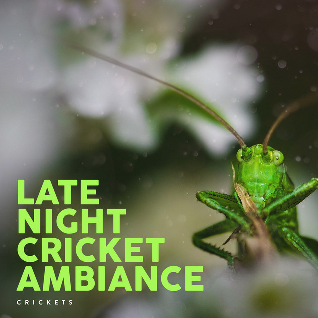 Late Night Cricket Ambiance - Album by Crickets | Spotify