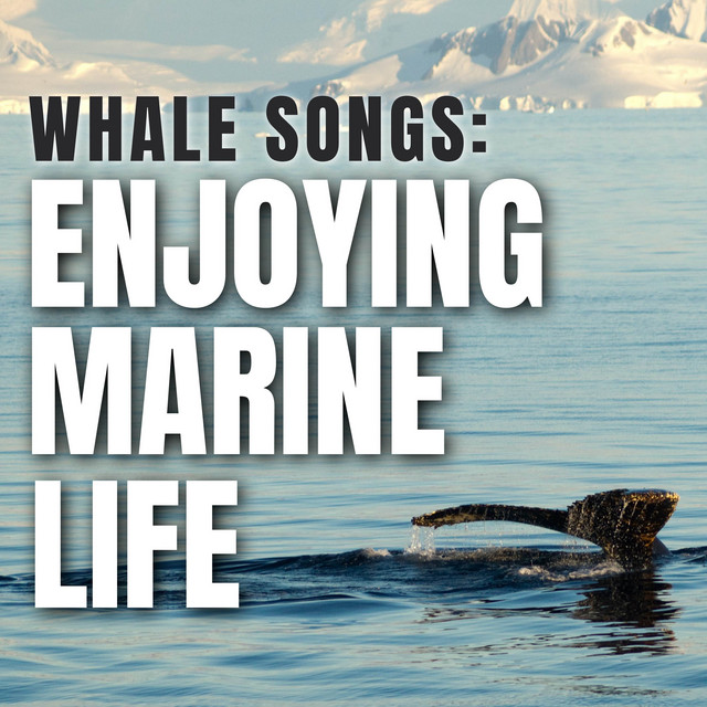 Relaxation Whale - song and lyrics by ASMR, Musica Relajante, Whale ...