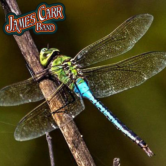 Dragonfly - song and lyrics by James Carr Band | Spotify