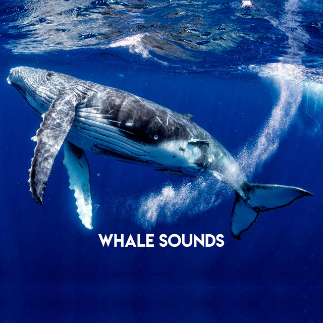 Hermosas Ballenas - song and lyrics by Rhodium Music, Sounds of Ice ...