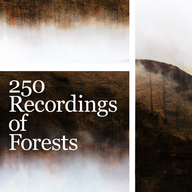 250 Recordings of Forests ! ! ! ! - Album by Forest Sounds | Spotify