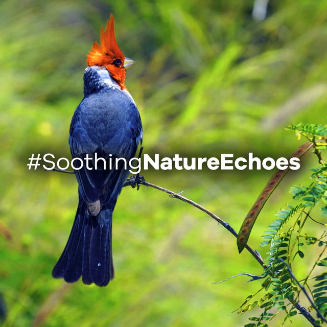 #SoothingNatureEchoes - Album by Echoes Of Nature | Spotify