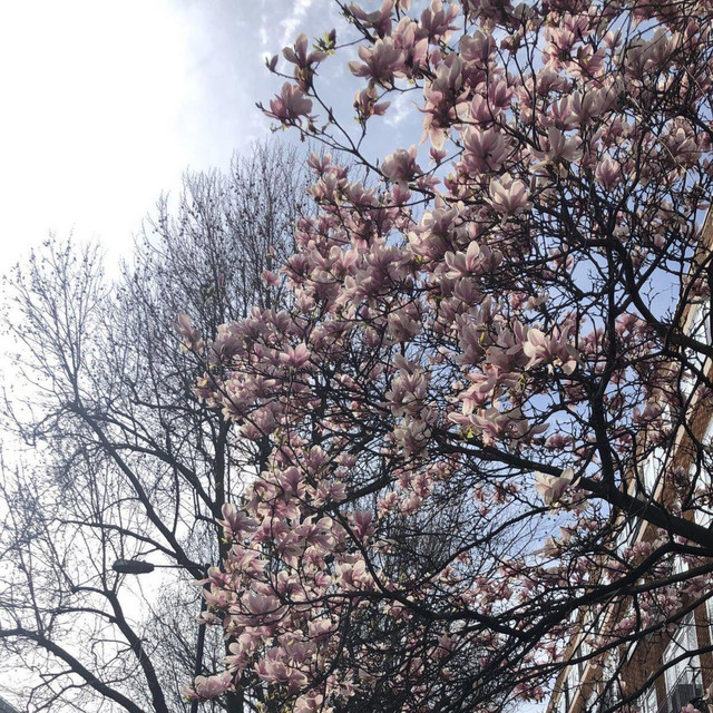 Easter Hours - Album by Jespi | Spotify