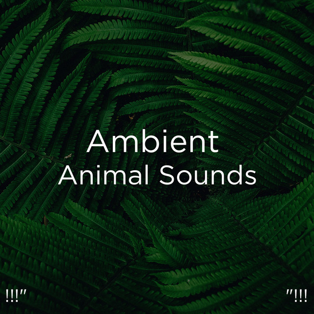 Ambient Animal Sounds "!!! - Album by Yoga | Spotify