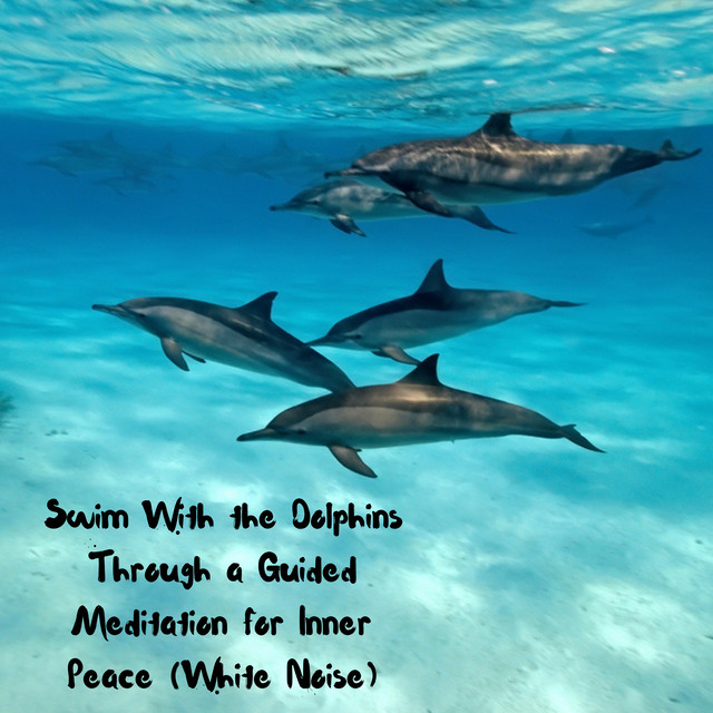 Swim With the Dolphins Through a Guided Meditation for Inner Peace ...