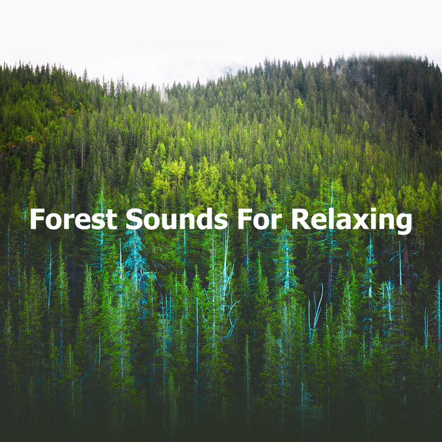 Forest Sounds For Relaxing - Album by Forest Sounds | Spotify