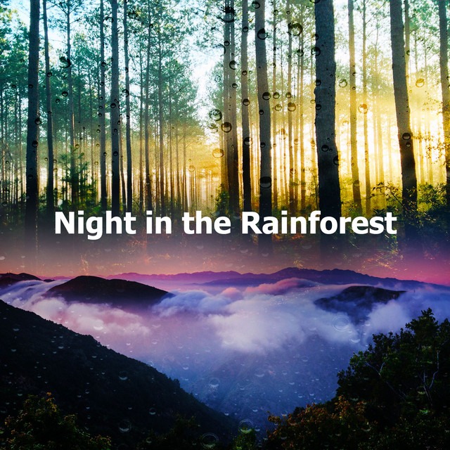 Night in the Rainforest - Album by Pro Sound Effects Library | Spotify