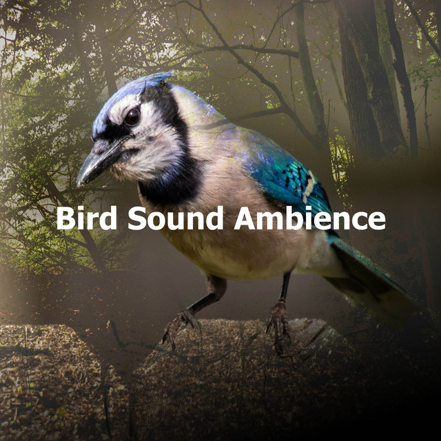 Bird Sound Ambience - Album by Sound of the Wilderness | Spotify