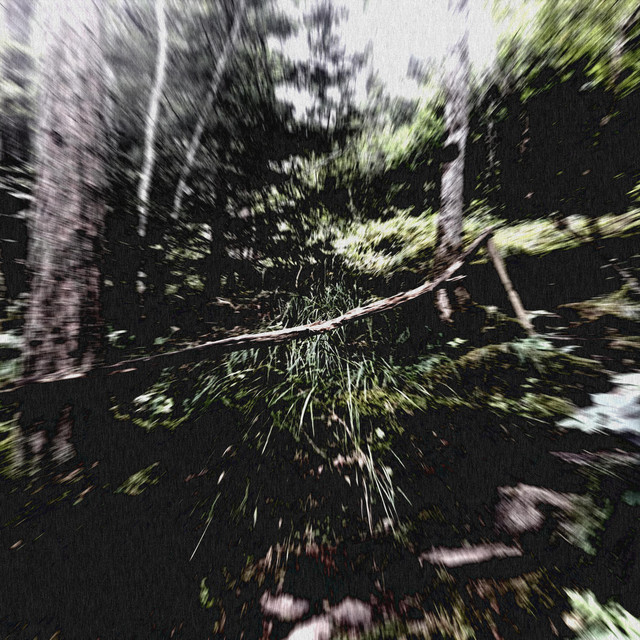 Conifer - Album by Andre Lou | Spotify
