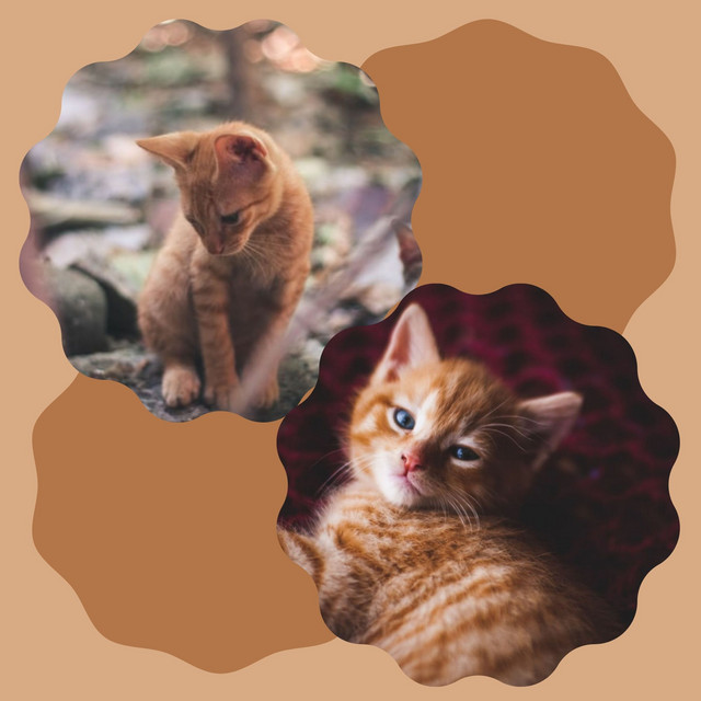 Pet Cats - Happy - Album by Music For Cats | Spotify