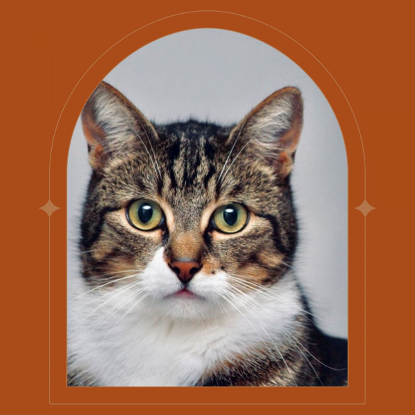 Music for Cat Training Time - Uplifting Latin Music - Album by Cat ...