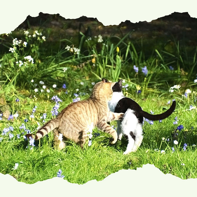 (Piano Solo) Music for Lonely Cat - Album by Relaxing Music for Cats ...