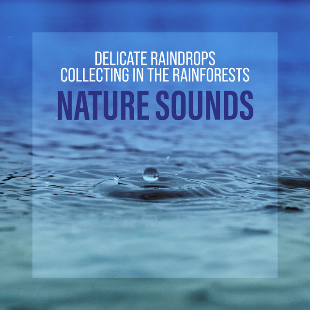 Delicate Raindrops Collecting in the Rainforests: Nature Sounds - Album ...