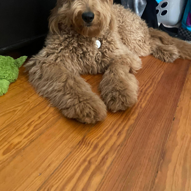 Chadmont Petsitting | Spotify