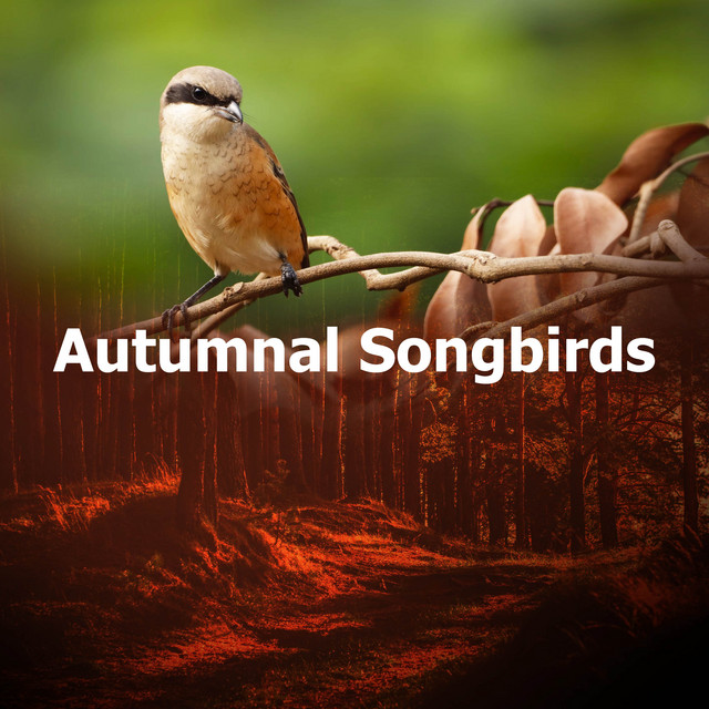 Autumnal Songbirds - Album by Wildlife Recordings | Spotify