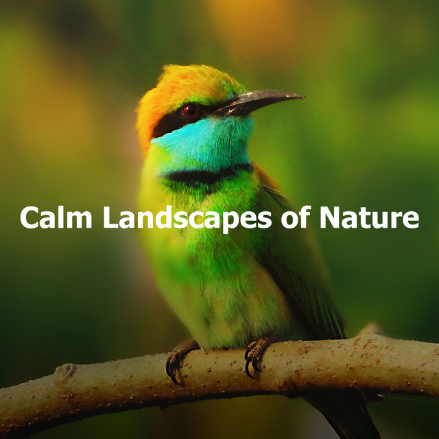 Calm Landscapes of Nature - Album by Calm Bird Sounds | Spotify
