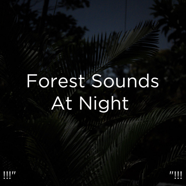 Forest Sounds At Night "!!! - Album by Nature Sounds Nature Music | Spotify