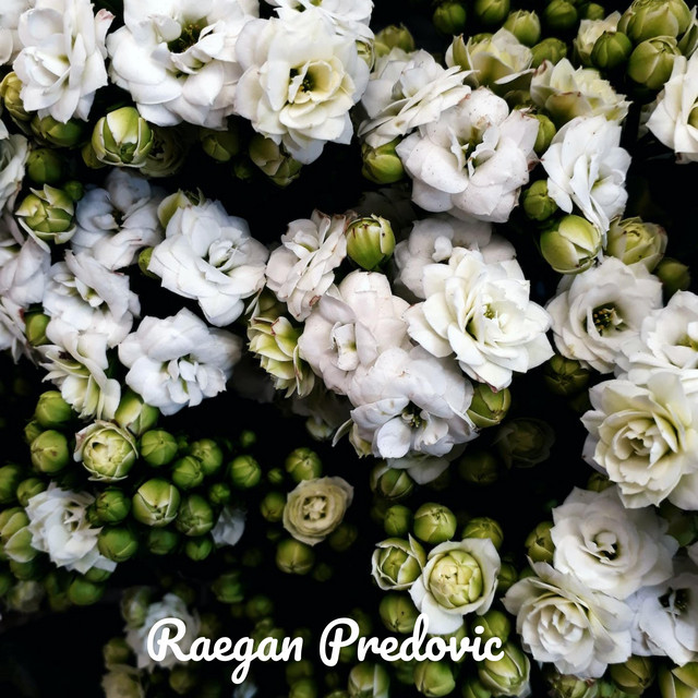 Raegan Predovic | Spotify