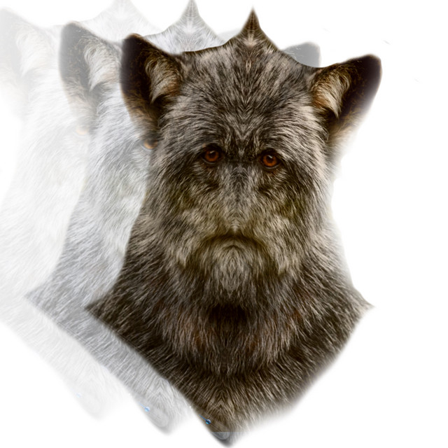EXPOSURE..Save The Wolves of Cache Creek (Remastered) - Single by Zest ...