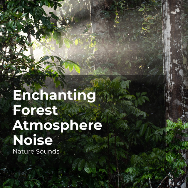 Enchanting Forest Atmosphere Noise - Album by Nature Sounds | Spotify