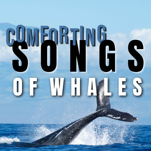 Comforting Songs of Whales - Album by ASMR | Spotify