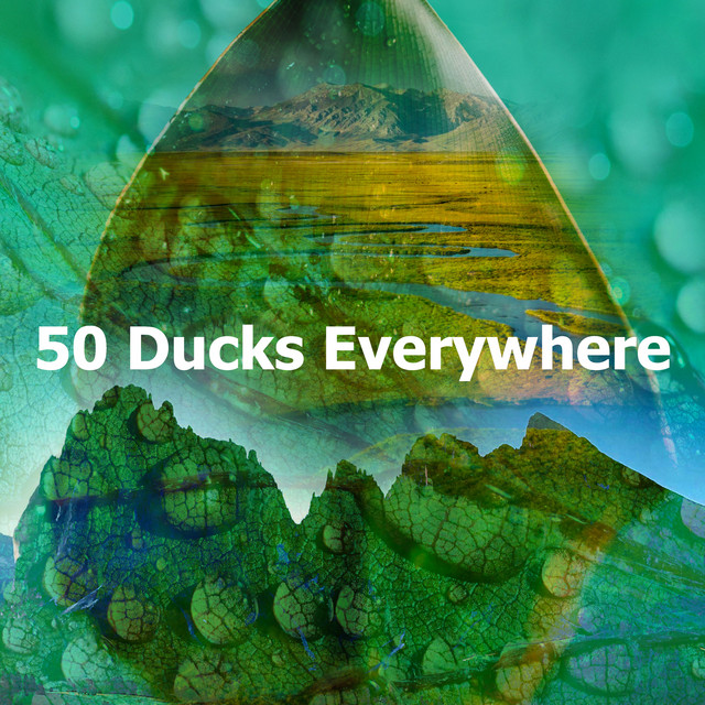 50 Ducks Everywhere - Album by Nature Soundscapes | Spotify