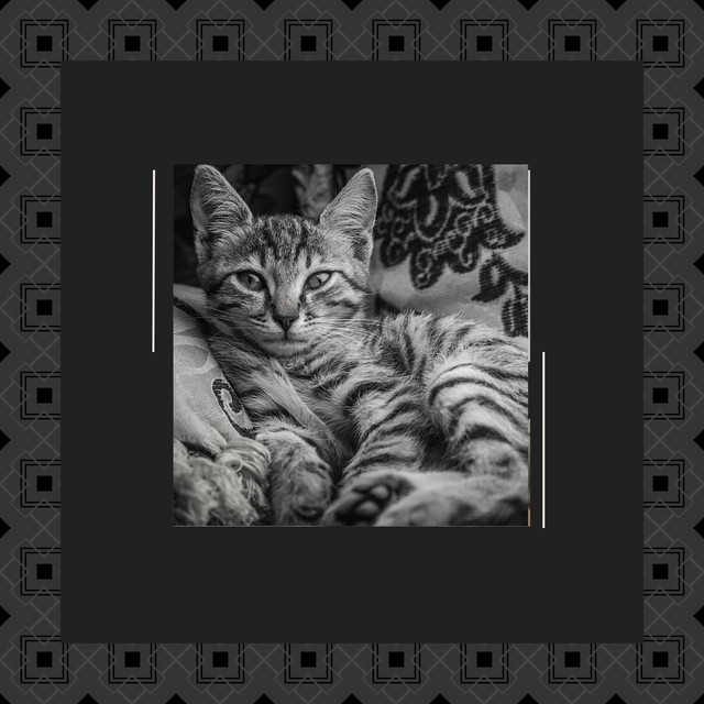 Fantastic Music for Cutest Cats - Trumpet Solo - Album by Sleepy Cats ...