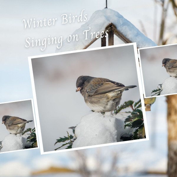 Winter Birds Singing on Trees - 2 Hours - Single by Baby Sleeping Music ...