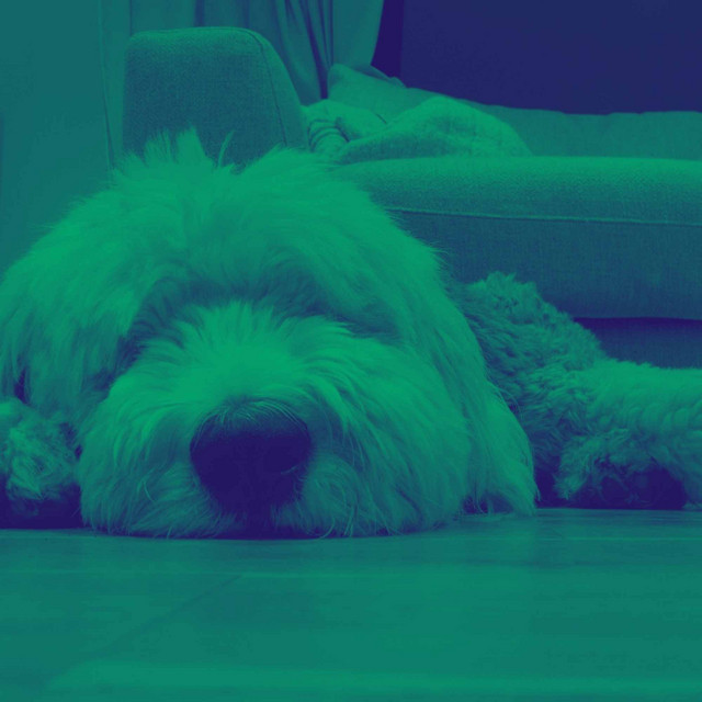 Sensational Music for Brave Doggy - Piano Bossa Nova Duo - Album by ...
