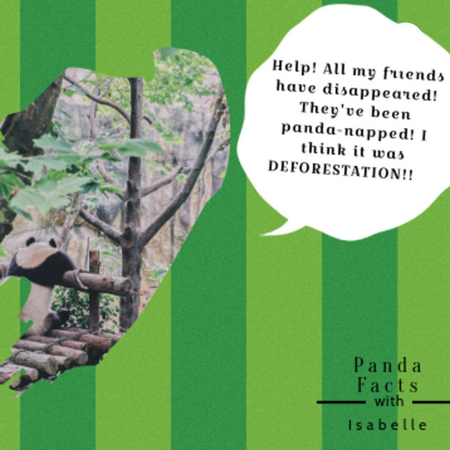 Panda Facts With Isabelle | Podcast on Spotify