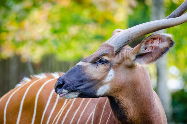 Episode 185: Binga, Banga, BONGO - All Creatures Podcast | Podcast on ...