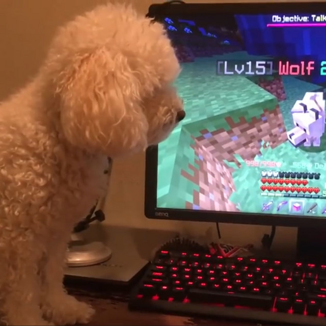 TechnoBlade Talks about Floof - Technoblade Skywars Commentaries ...