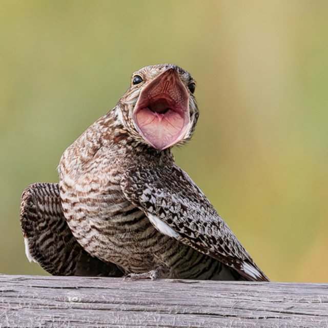 Common Nighthawk & Ossipee Pine Barrens… Oh My! - Wild Life | Podcast ...