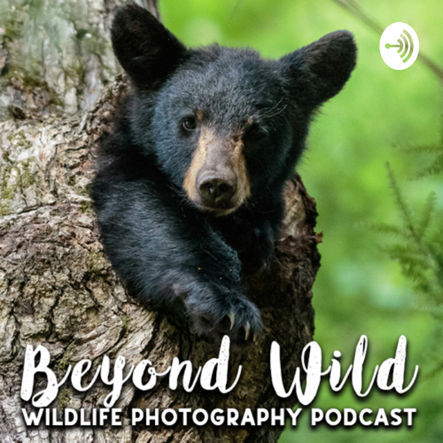 Beyond Wild: Wildlife Photography Podcast | Podcast on Spotify