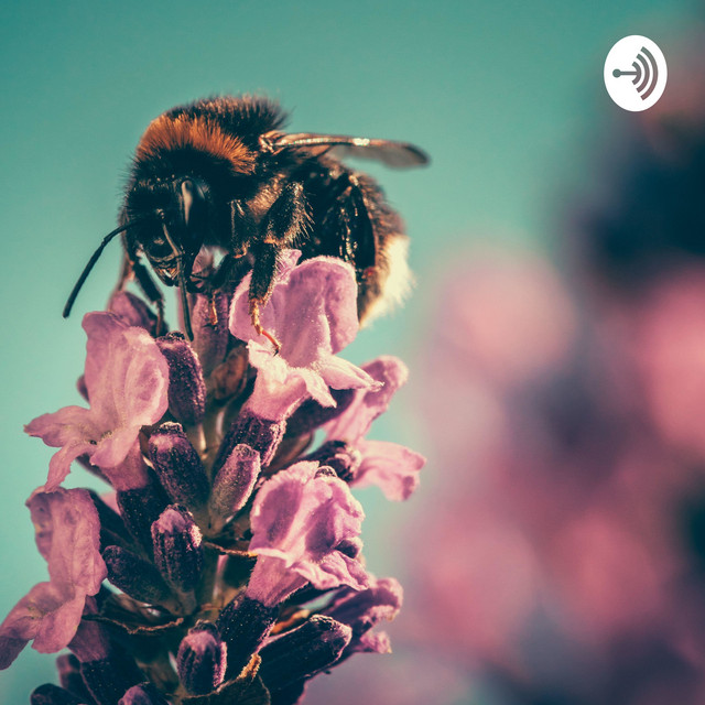 Rusty bumblebee | Podcast on Spotify