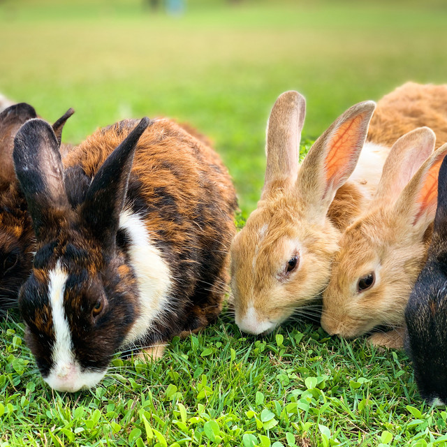 The Hare With Many Friends | Podcast on Spotify
